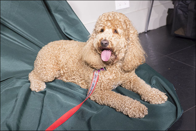Calling All Canines! Meet the Potential Pooches To Be the Face of ...